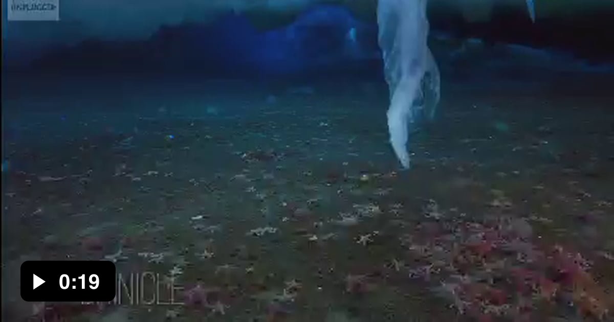 Ice brinicles. The starfish horror - 9GAG