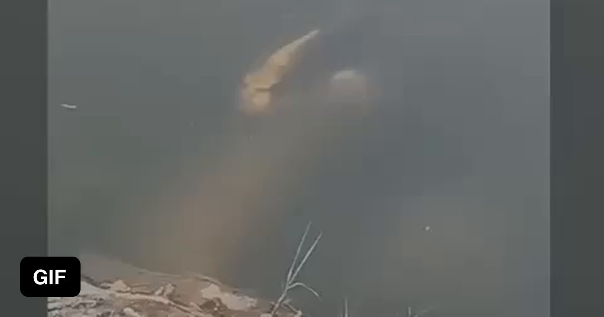 A carp fish with a "human face" - 9GAG