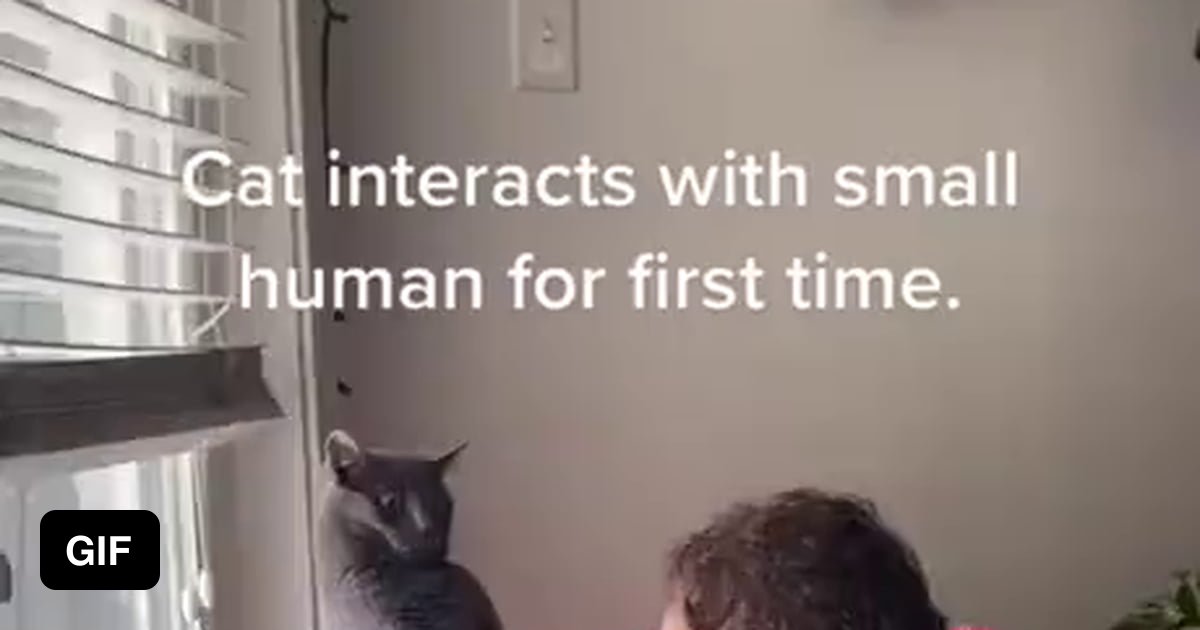 Cats being Cats - 9GAG