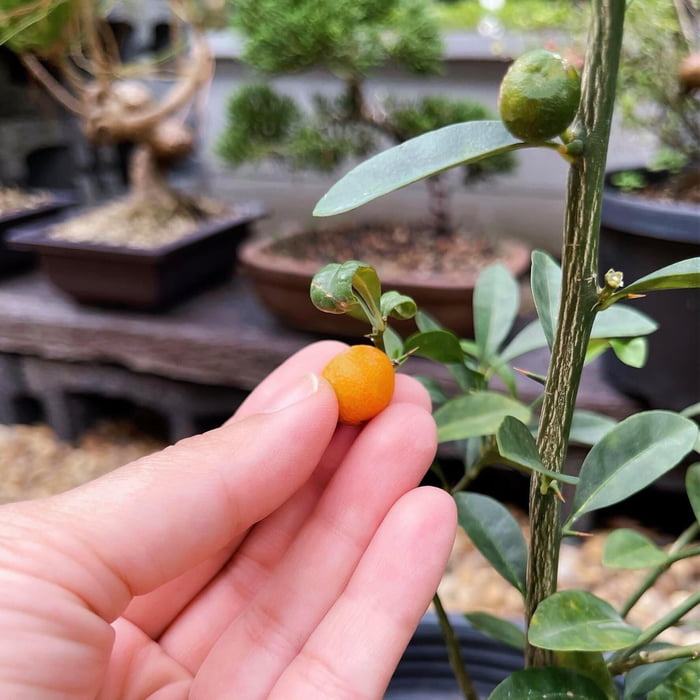 World's Smallest Oranges - 9GAG