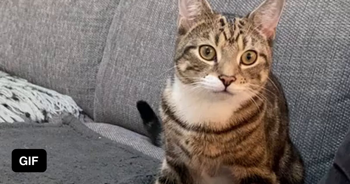 Too much catnip or existential crisis? - 9GAG