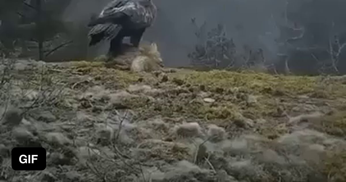 An Eagle grabs a fox and flies off in to the mist. - 9GAG