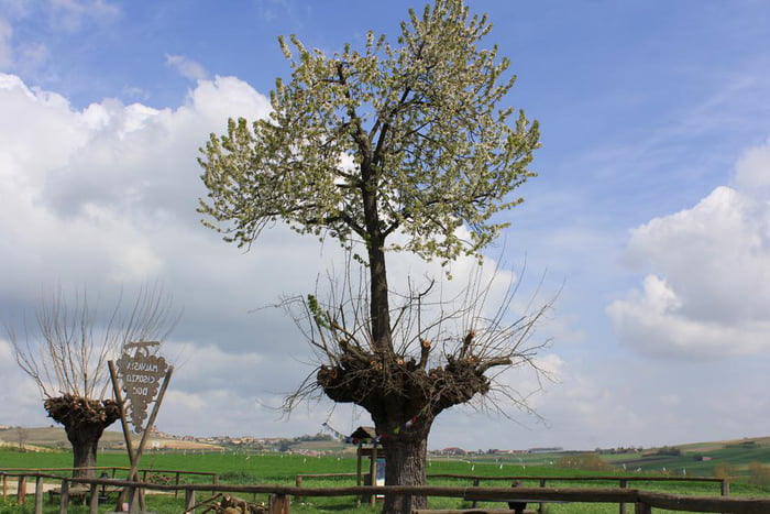 In Piemonte, Italy, a very unique tree grows. Known as the “double tree ...