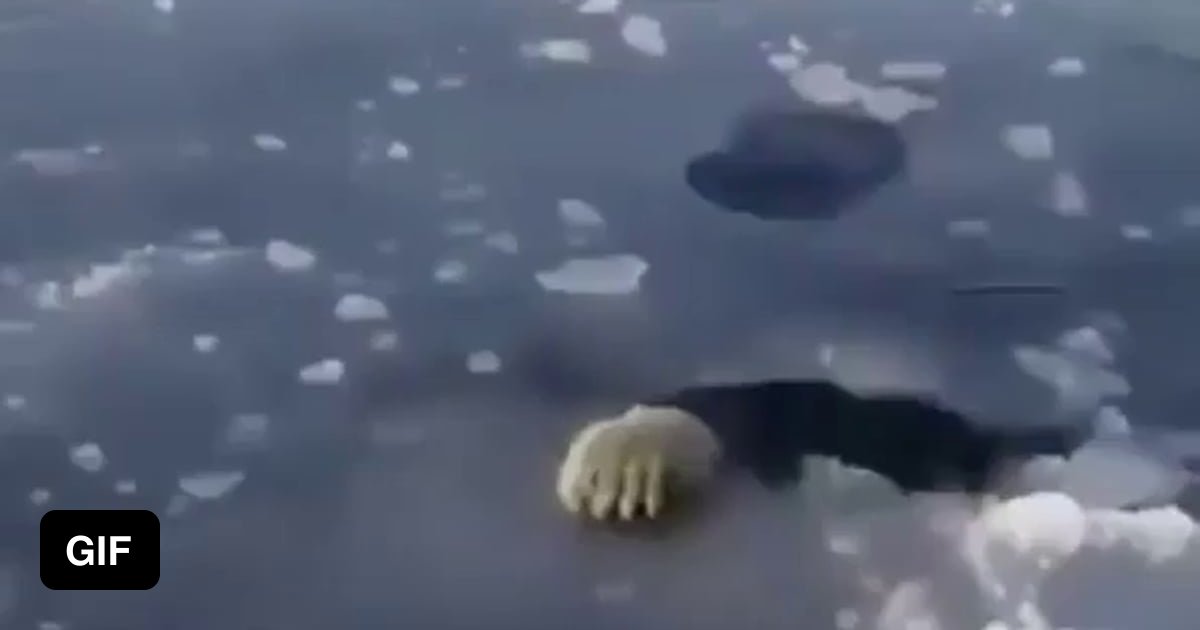 Polar bear Mom breaking ice at short intervals so the cubs can breathe ...