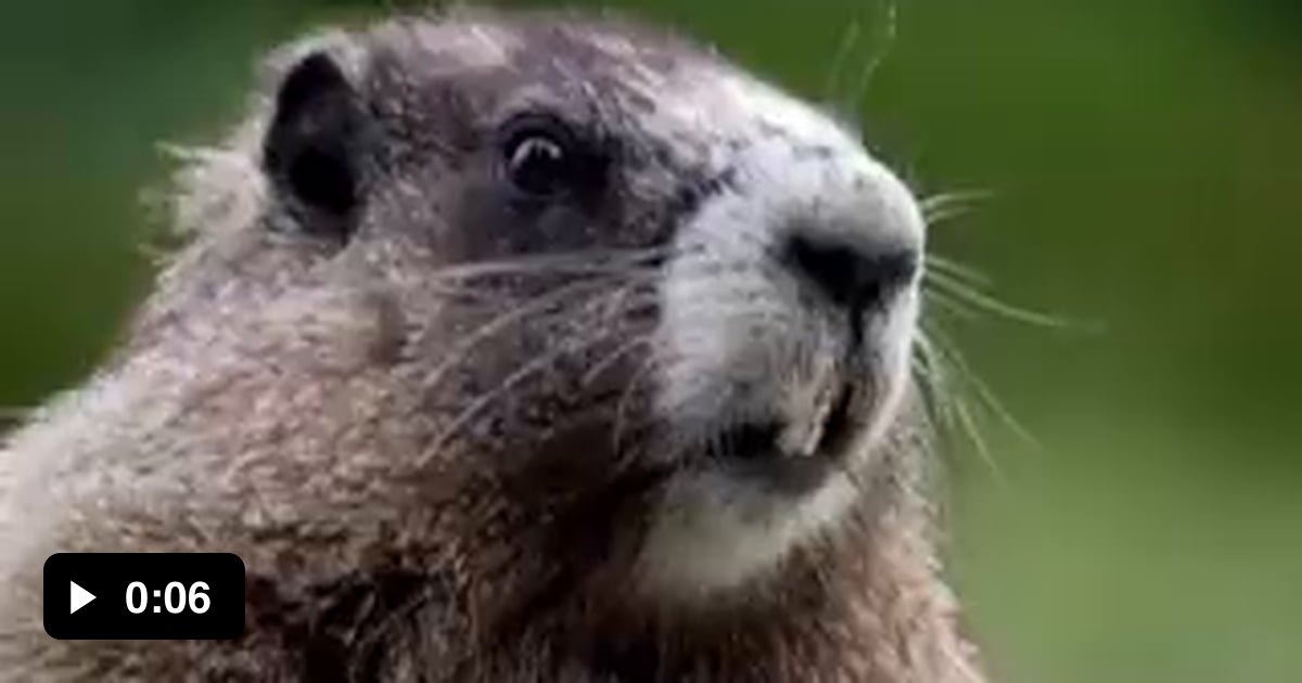 The scream of a marmot - 9GAG