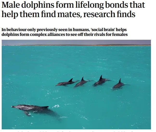 Dolphins:Yeh dosti..., Humans: Saanp ko Pal Rahe Hain... - 9GAG