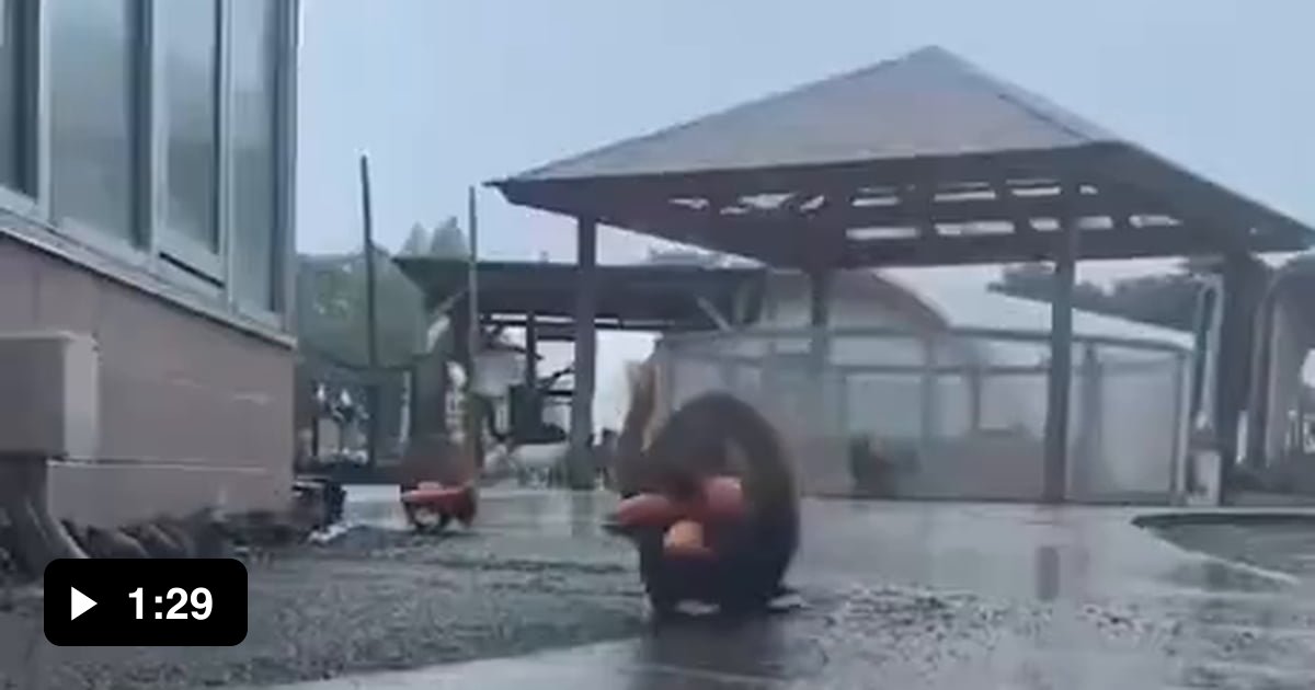 Nice stuffed beaver - 9GAG