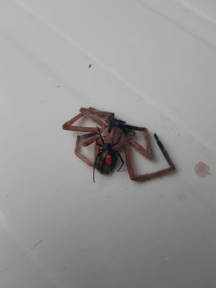 Red back spider eating a huntsman spider - 9GAG