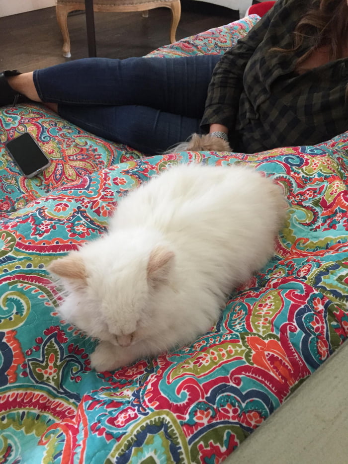 Why are tiny Smol cats so adorable when angry - 9GAG