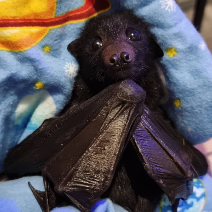 Snuggly little bat - 9GAG