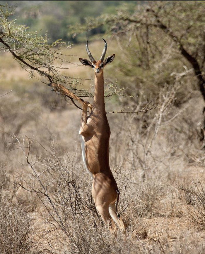 Gerenuk aka giraffe gazelle - 9GAG