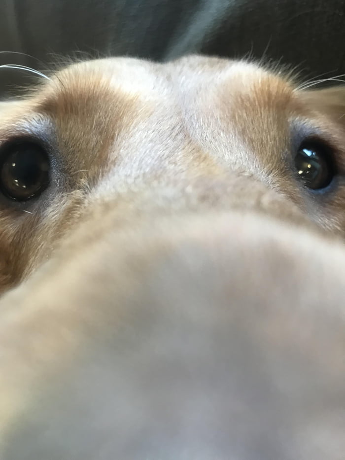 Sniff Sniff 9gag