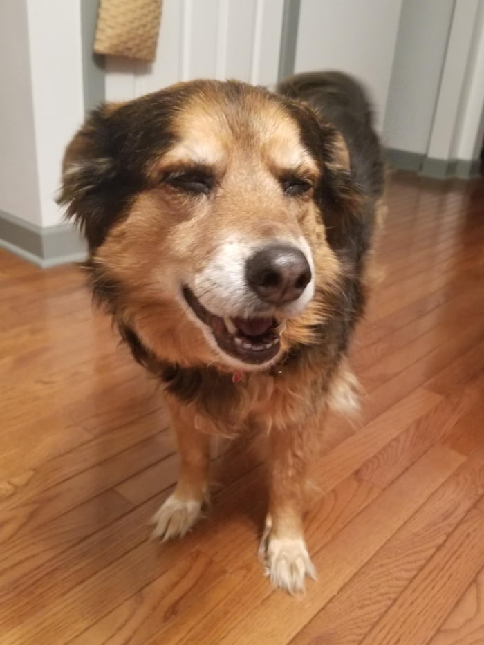 A daily picture of Peanut the dog - Day 507 - 9GAG