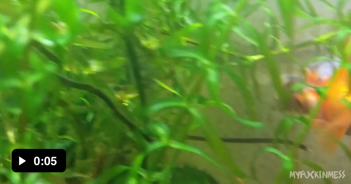 My Fish Keeps Yelling At Me - 9GAG