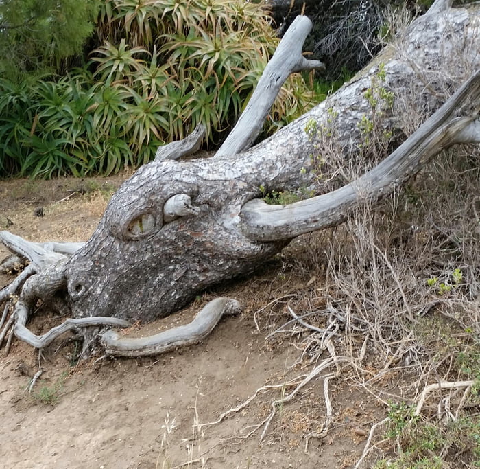 This fallen down tree looks like a dragon - 9GAG