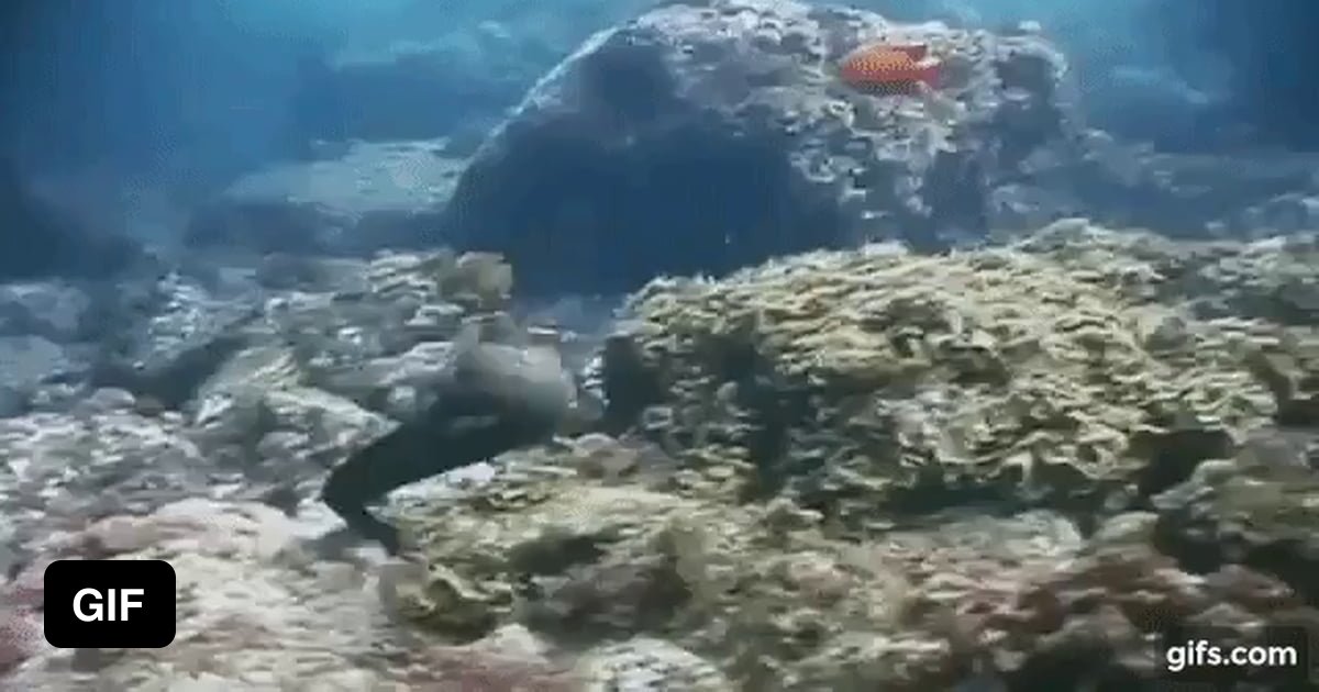 Octopus riding an eel - 9GAG