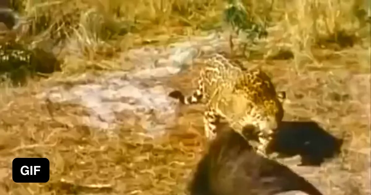 🔥 Giant Anteater fights off Jaguar 🔥 - 9GAG