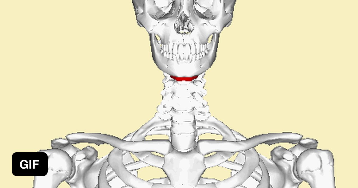 This is the Hyoid bone (in red), the only human free-floating bone ...