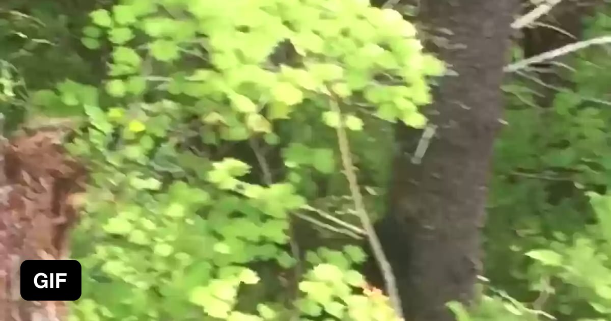 Climb in the tree they said, the bear will leave they said - 9GAG