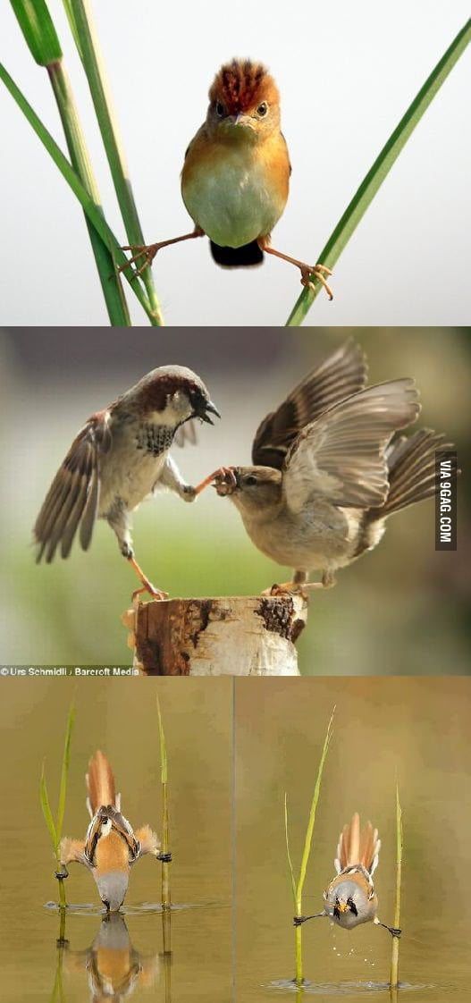 Even birds know kung fu - 9GAG