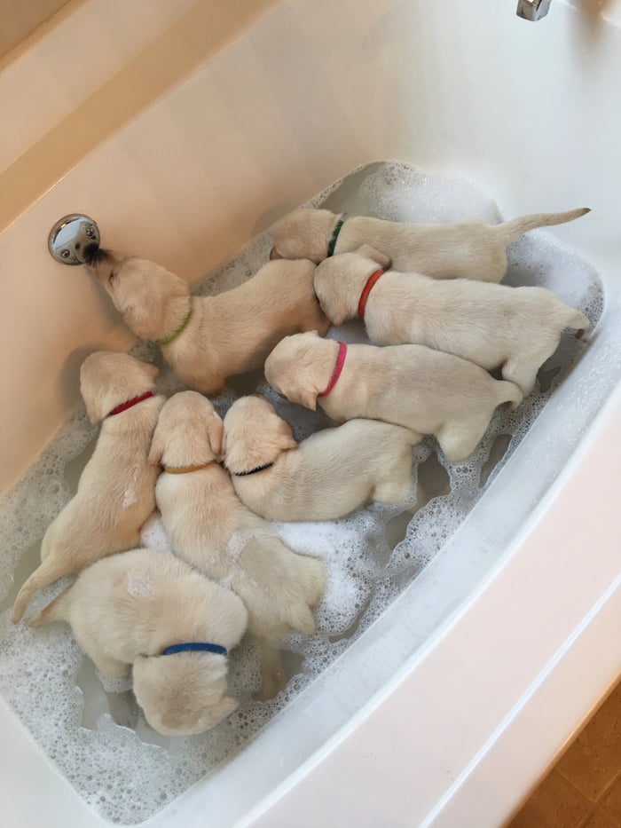 Rub-a-dub-dub, eight puppies in a tub! - 9GAG
