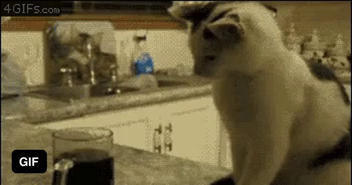 What the cat - 9GAG