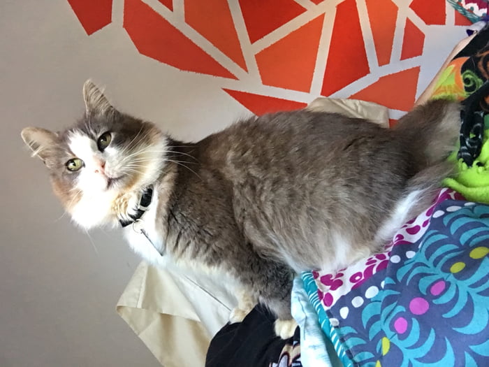 Saved this toothless derp from the shelter. I would ride her into ...