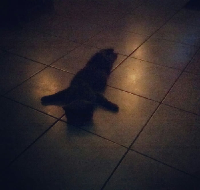 My cat is the Messiah! - 9GAG