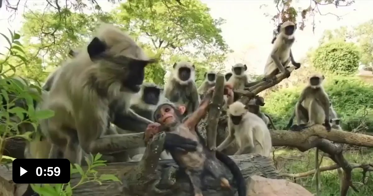 Indian Langur monkeys engaged in the funeral of one of their member (fake one with camera for an ...