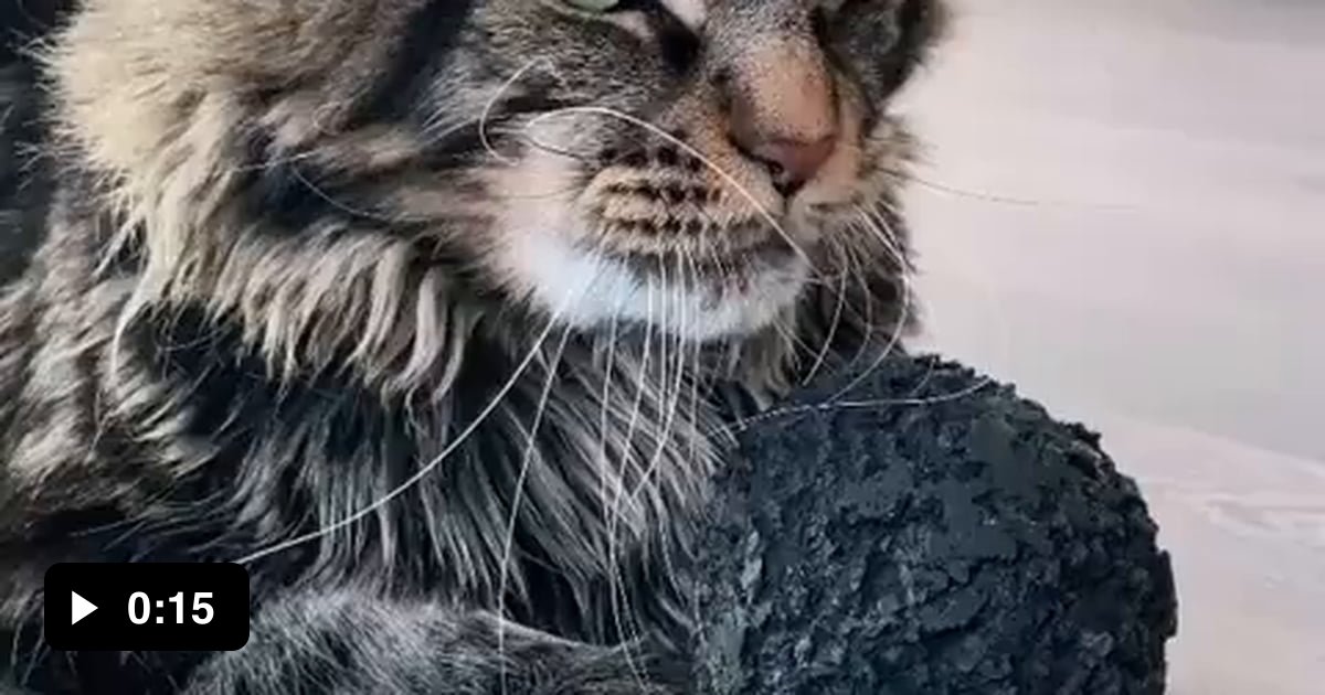 The cat got the better of the dog - 9GAG