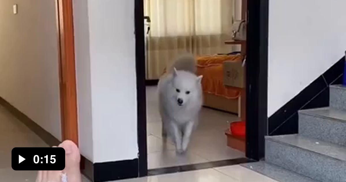 Dogs imitating owner's walk - 9GAG