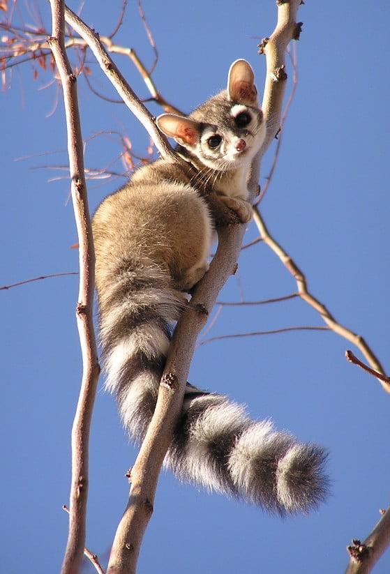 Just to boost your morale for the rest of the day, here's a ringtail ...