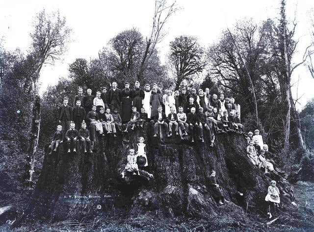 The Fieldbrook Stump, in California not long after being felled in 1890 ...