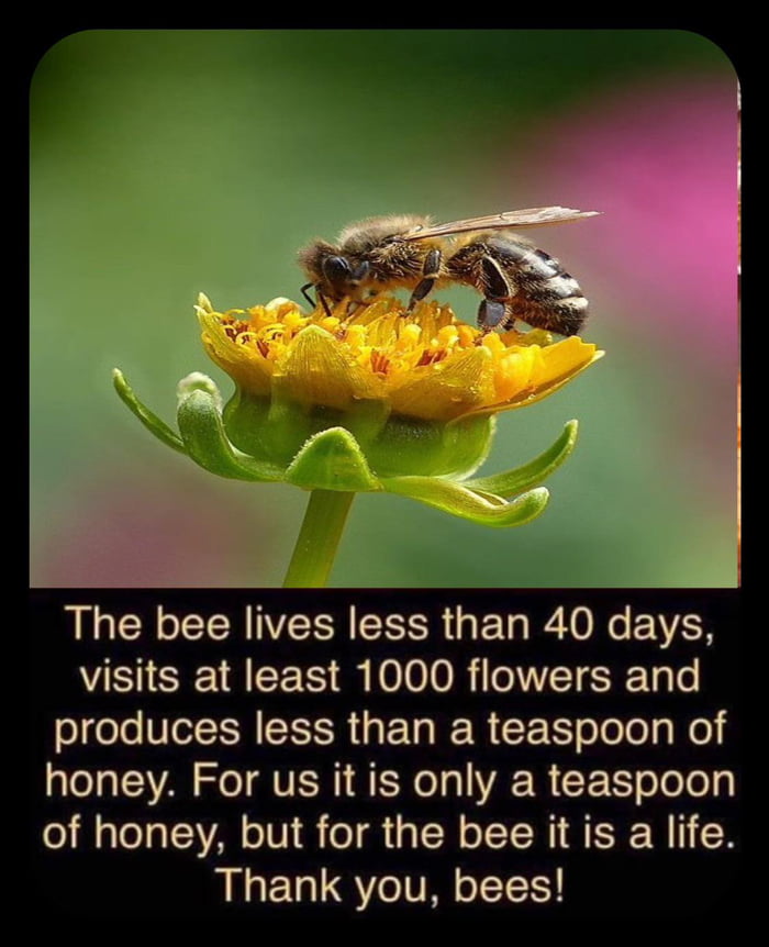 Bee Kind! 🐝🍯 - 9GAG