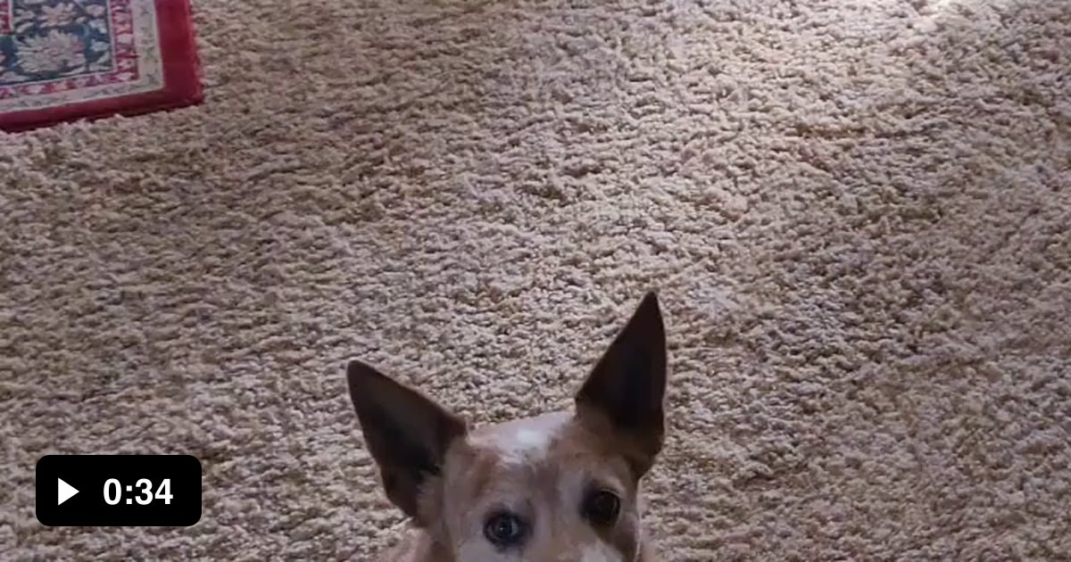 GF's dogs lick their lips per squeak - 9GAG