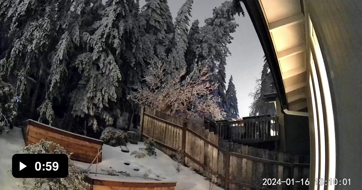 Tree overloaded with snow and ice falls 2024-01-16 - 9GAG