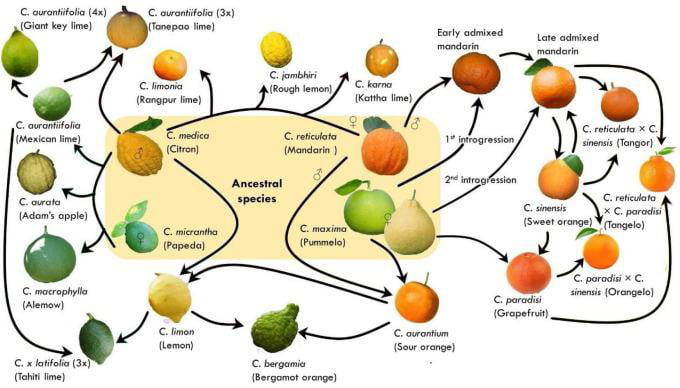The Citrus Family Fruits - 9GAG