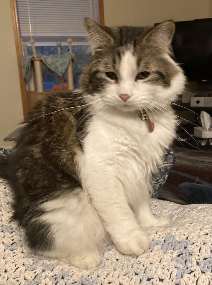 Stallion, the perma-kitten - 9GAG