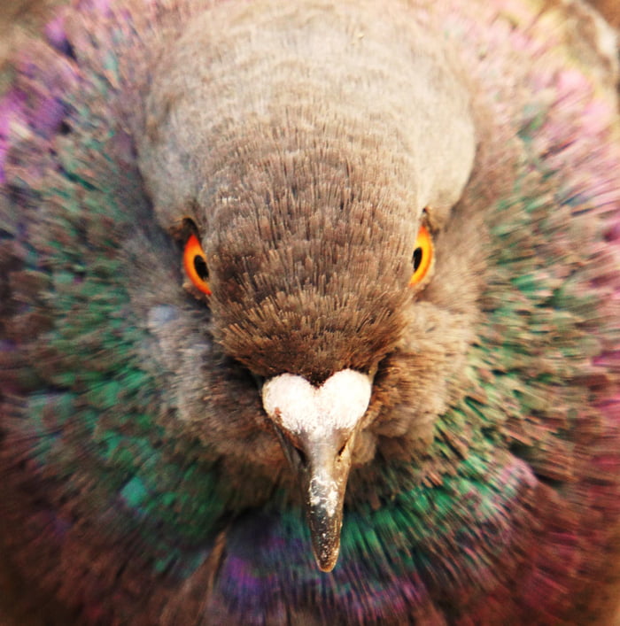 Massive Pigeon - 9GAG