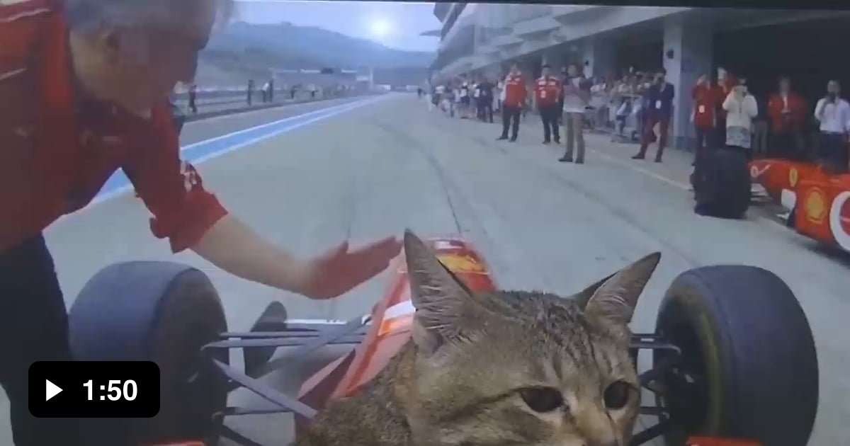 Cat driving Formula One for the first time - 9GAG
