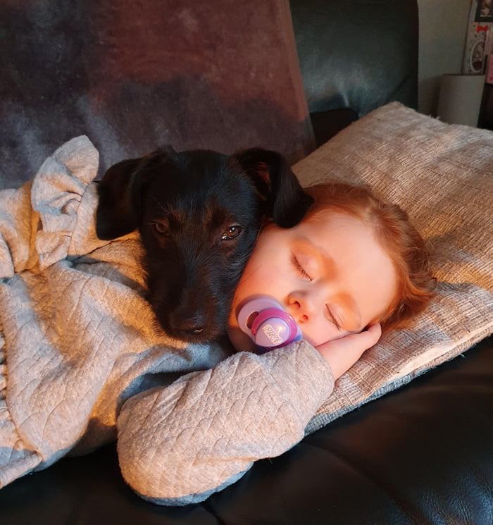 Bella keeping lily cozy - 9GAG
