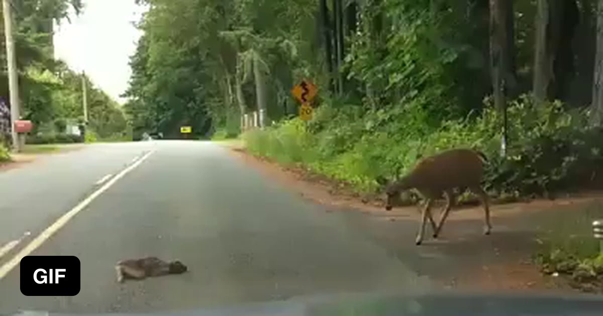 This little baby deer got so scared crossing the road from seeing the ...
