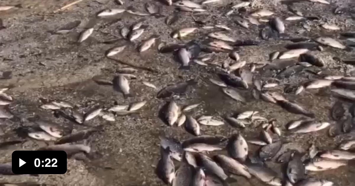 Mass plague of fish in the Dnipropetrovsk region due to the explosion ...