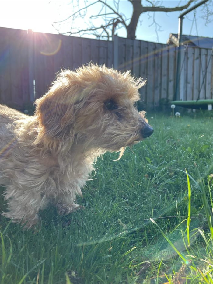 Last month we had to say our final goodbyes to our beloved girl. After ...