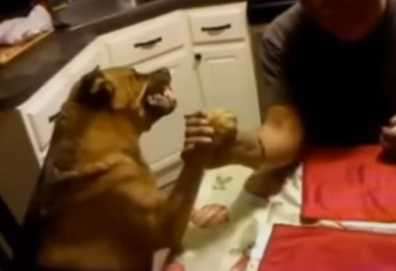 Strong dog. The hand clashing menace. - 9GAG