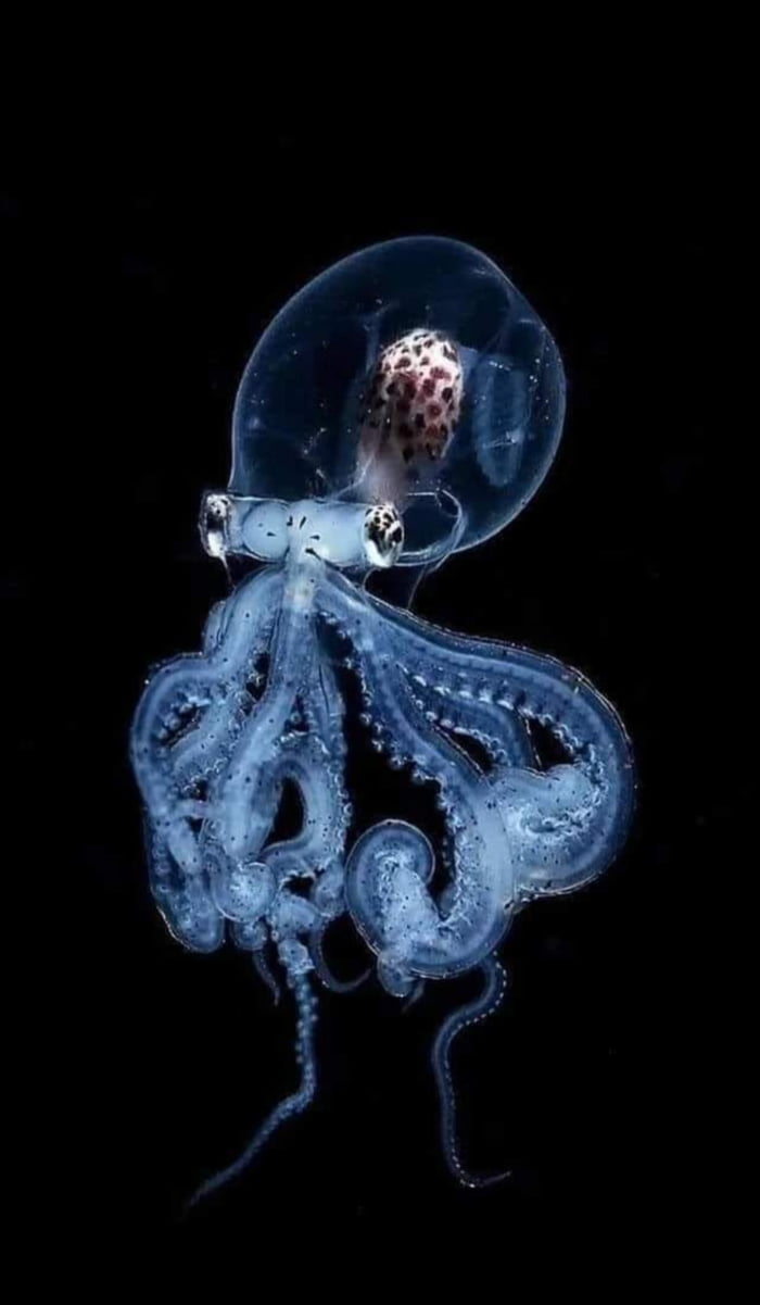 Elusive glass octopus spotted in the remote Pacific Ocean. Only its ...