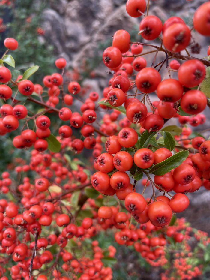 Just some cute autumn berries - 9GAG