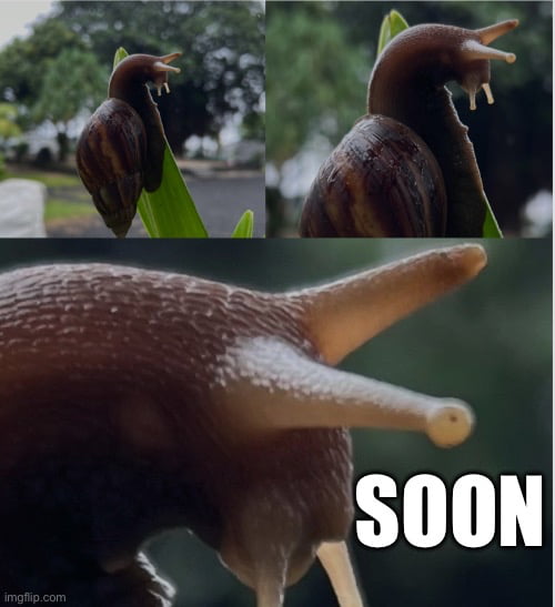 My snail be like - 9GAG