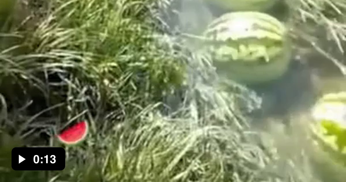 Watermelon River - 9GAG