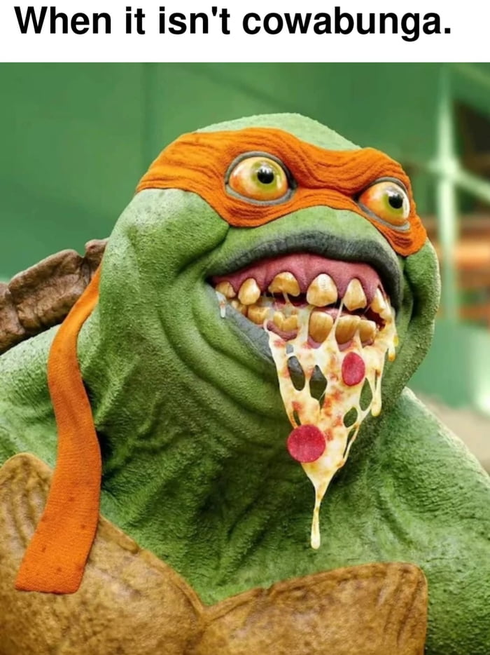 Turtles in a half shell - 9GAG